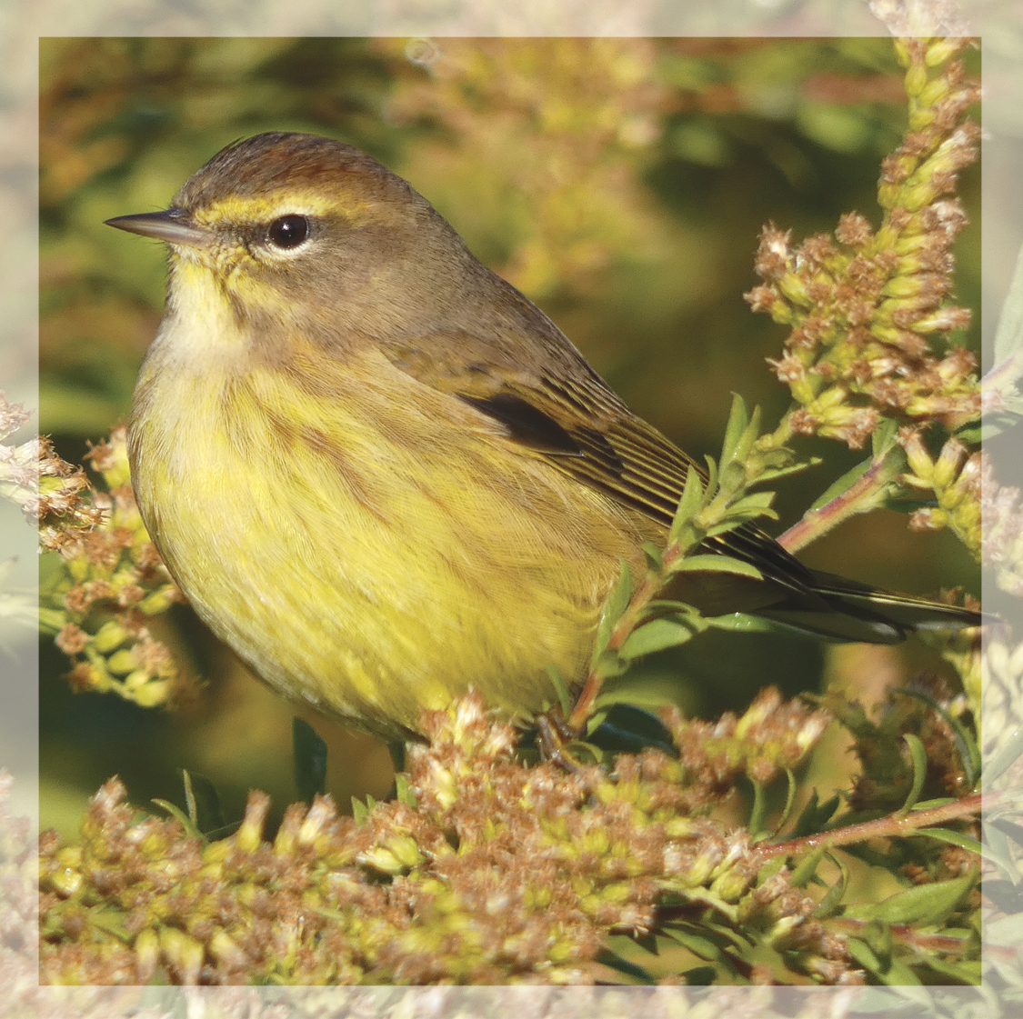 A Quaker Guide to Birdwatching - 8 Lessons for Friends & Seekers